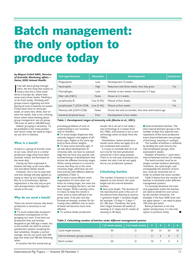 Batch farrowing system | PDF | Lymphocyte | Pig