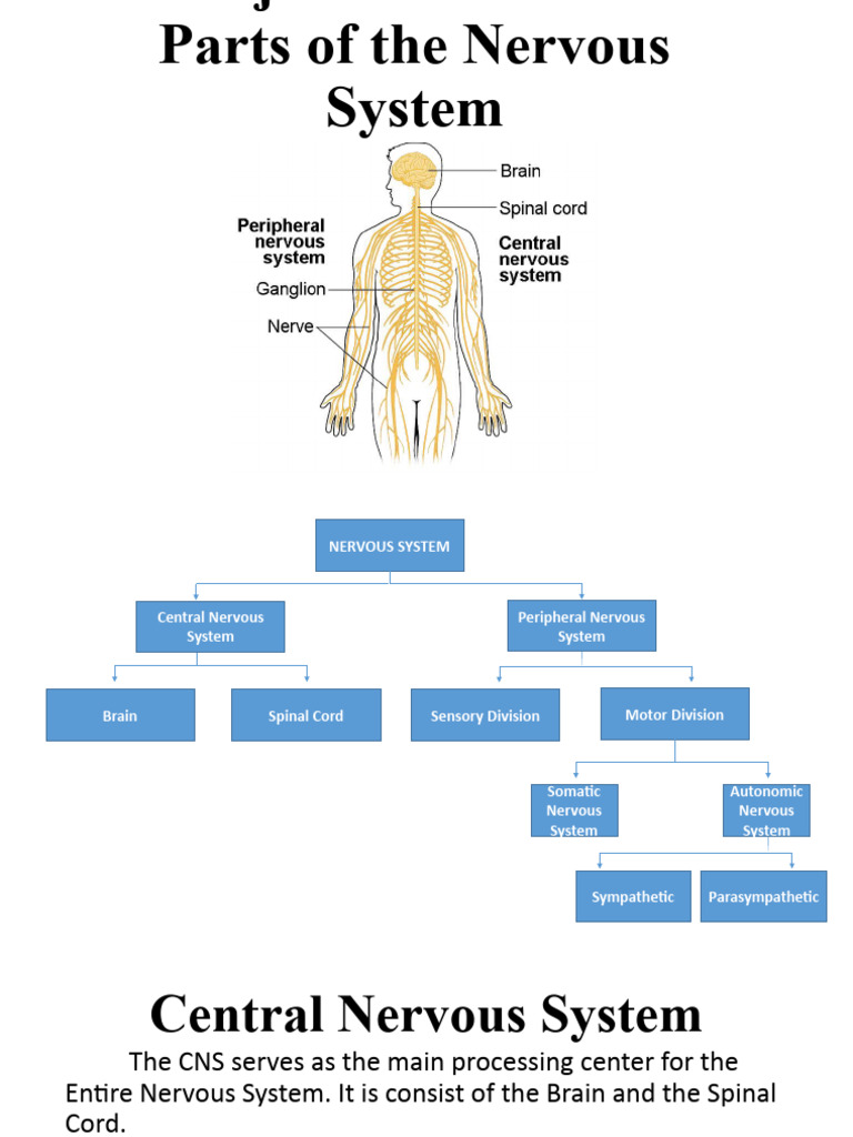Nervous System To | PDF | Nervous System | Central Nervous System