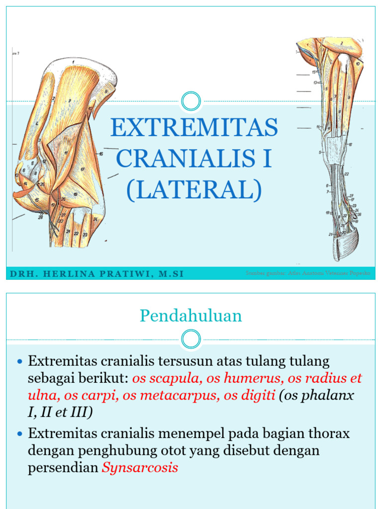 Anatomi Extremitas Cranialis Kambing | PDF | Sains & Matematika