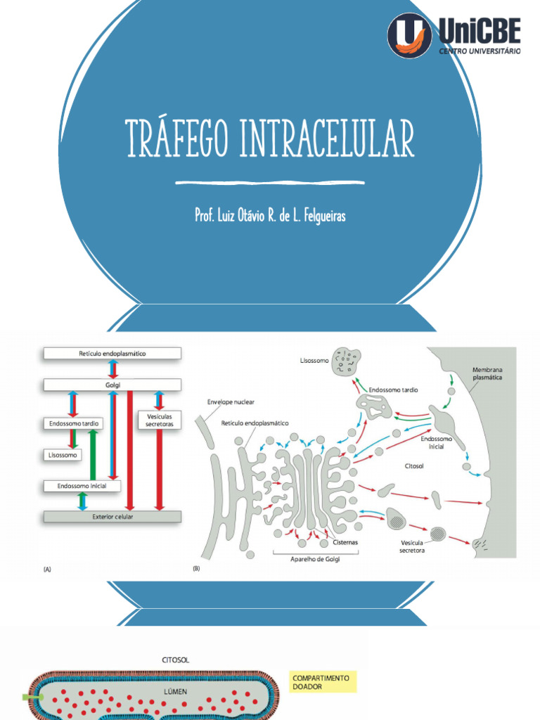 Transporte Intracelular e Organelas Celulares | PDF | Membrana celular ...