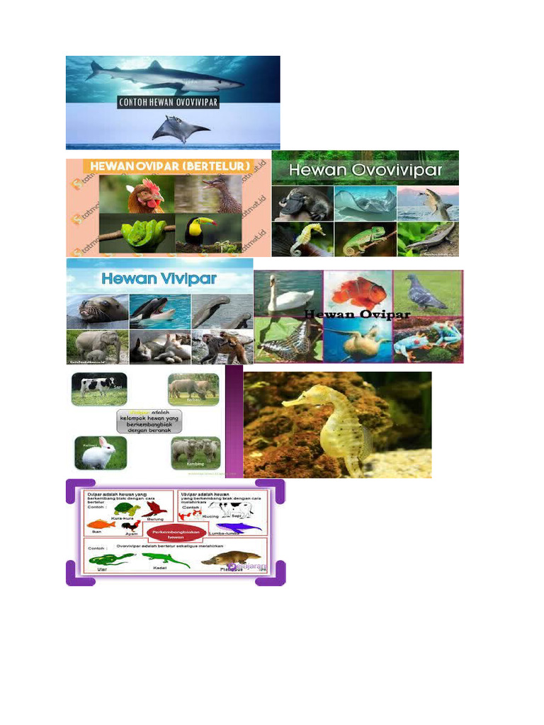 Gmabar Binatang | PDF