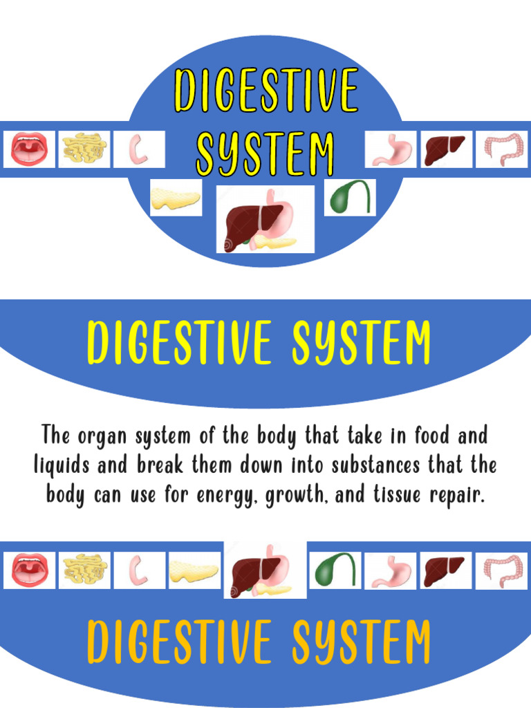 Lesson 1 Digestive System | PDF | Digestion | Human Digestive System