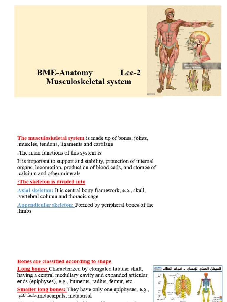 BME-Anatomy Lec-2 Musculoskeletal System | PDF | Muscle | Anatomical Terms Of Motion