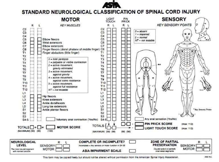 ASIA Impairment Scale for Spinal Injury | PDF | Anatomical Terms Of ...