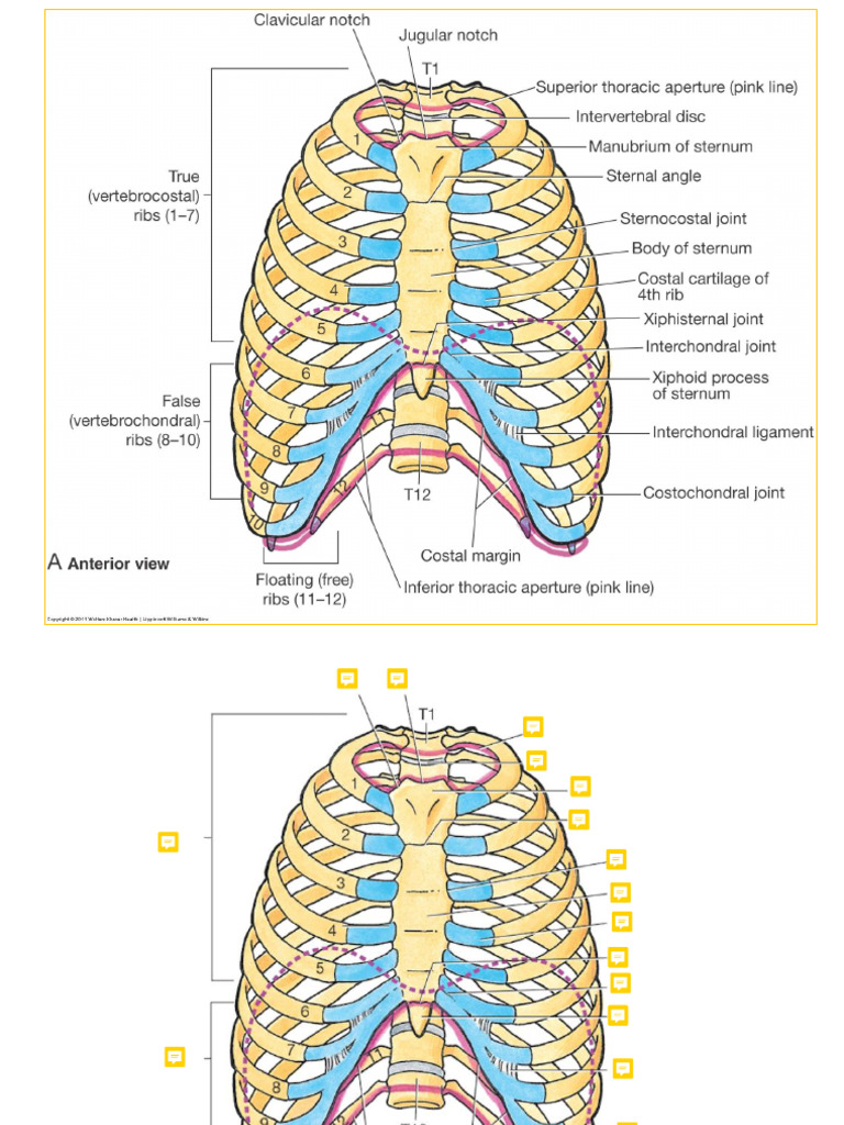 Anatomy Reference Pics | PDF