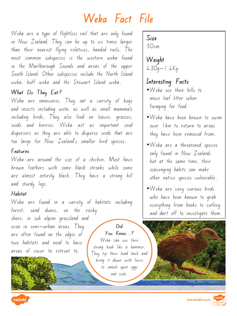 New Zealand Native Birds Weka Fact Sheet | PDF | Birds | Ornithology