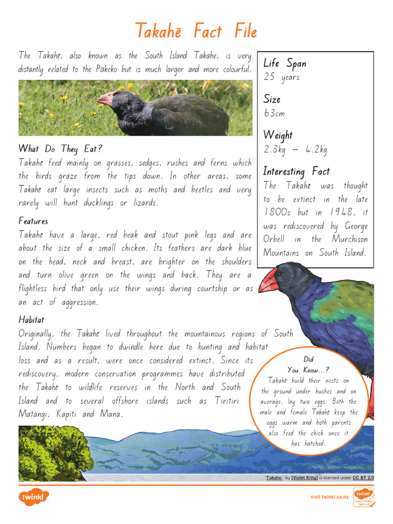 New Zealand Native Birds Takahe Fact Sheet | Download Free PDF | Birds ...