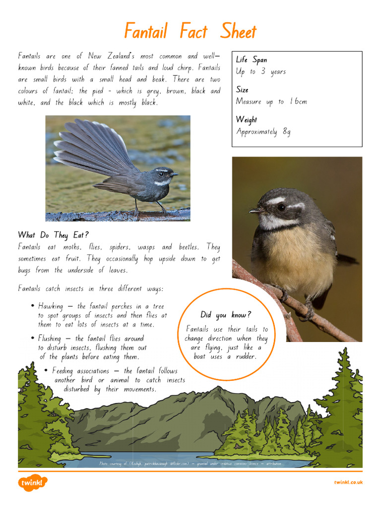 New Zealand Native Birds Fantail Fact Sheet | PDF