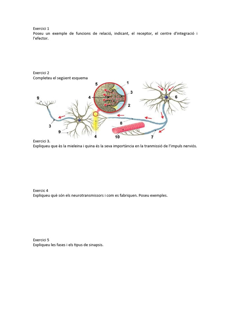 Activitats Complementaries Del Sistema Nervios | PDF