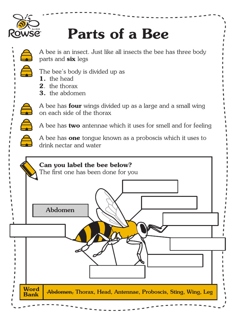 Parts of A Bee | PDF