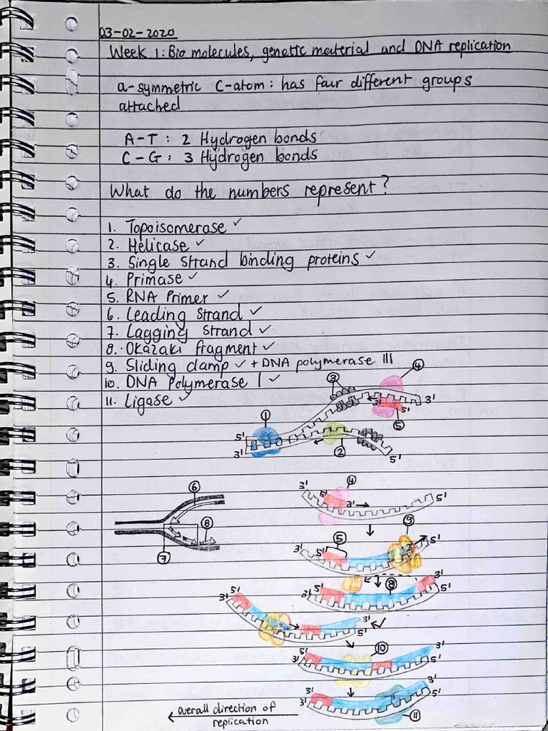 Mol Bio Do Notes | PDF