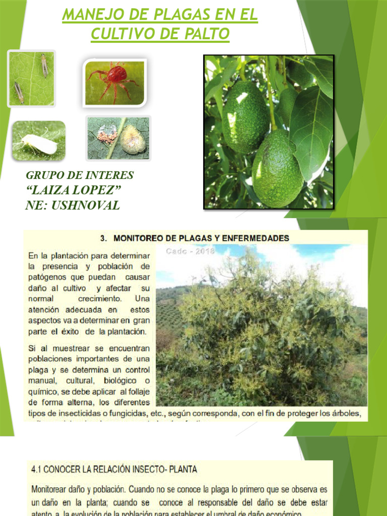 MANEJO DE PLAGAS EN EL CULTIVO DE PALTO | PDF | Hoja