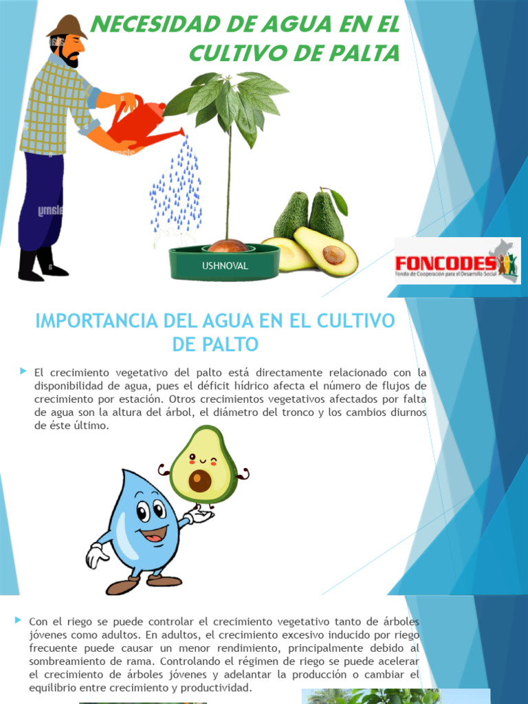 Necesidad de Agua en El Cultivo de Palta | PDF | Riego | Agua