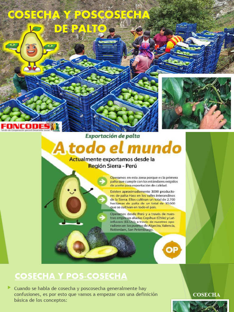 Cosecha y Pos Cosecha | PDF | Aguacate | Fruta