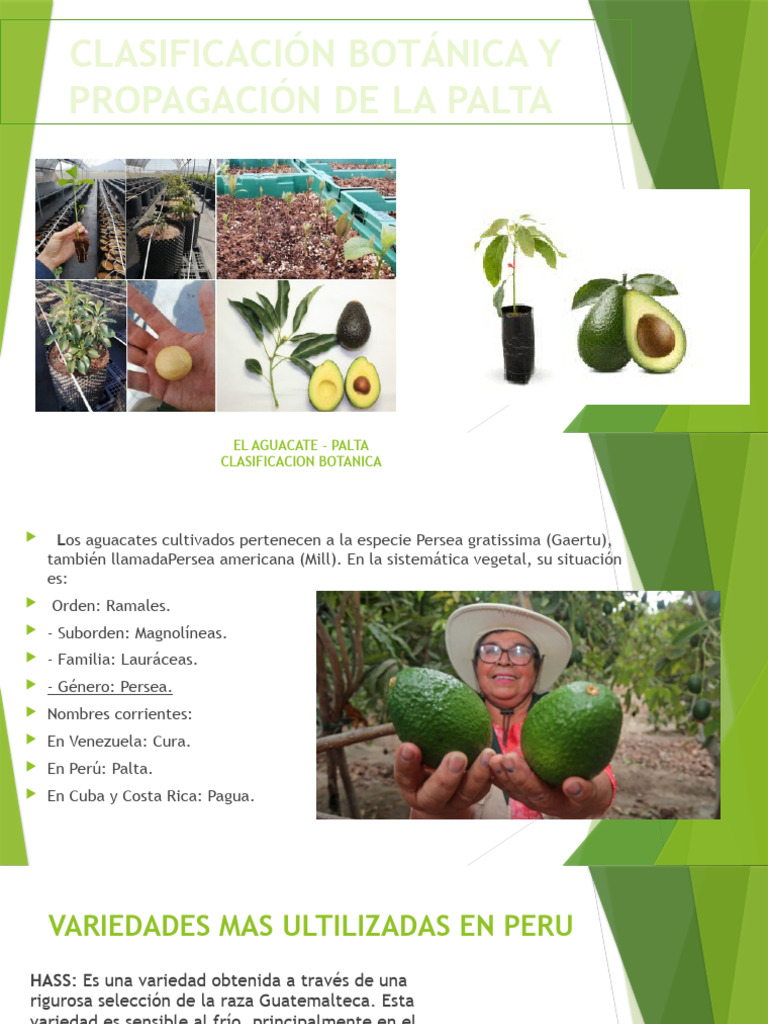 Clasificación Botánica y Propagación de La Palta | PDF | Aguacate | Semilla