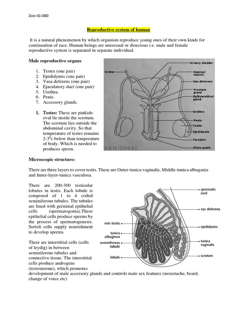 REPRODUCTIVE SYSTEM OF HUMAN-80 | PDF | Menstrual Cycle | Ovary
