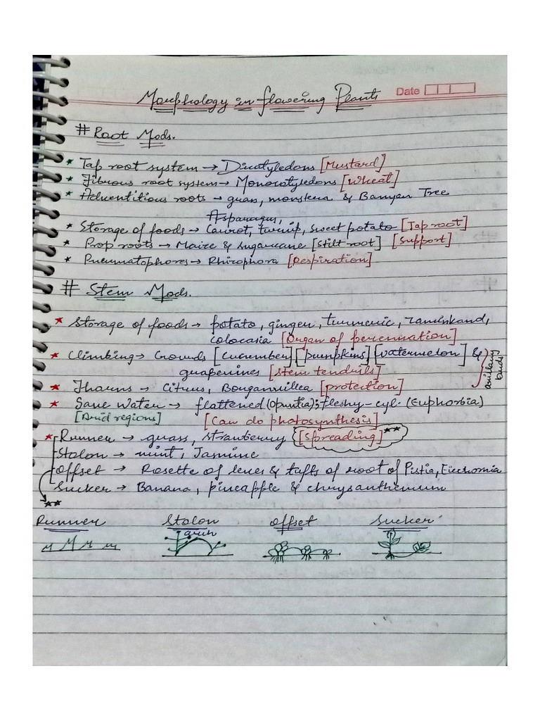 Morphology NCERT Notes | PDF