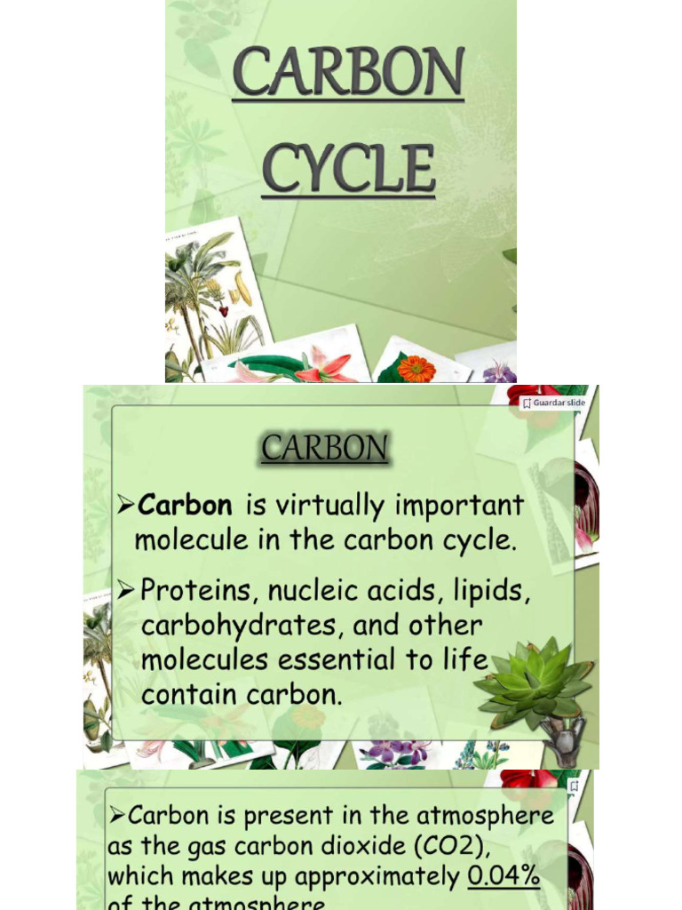 Carbon Cycle | PDF