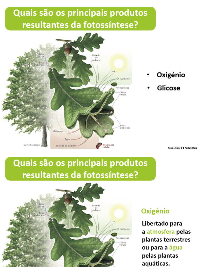 RESUMO_FOTOSSÍNTESE | PDF | Fotossíntese | Plantas