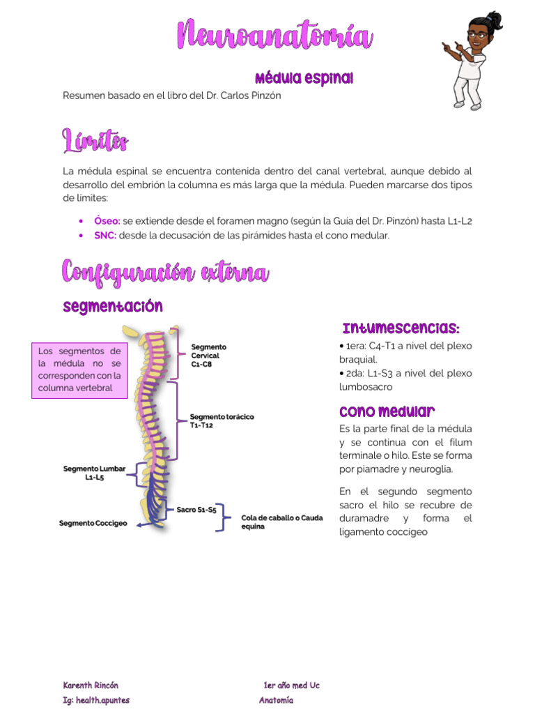 Medula Espinal | PDF | Médula espinal | Neuroanatomía