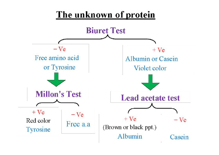 Protein Unknown تعديل | PDF