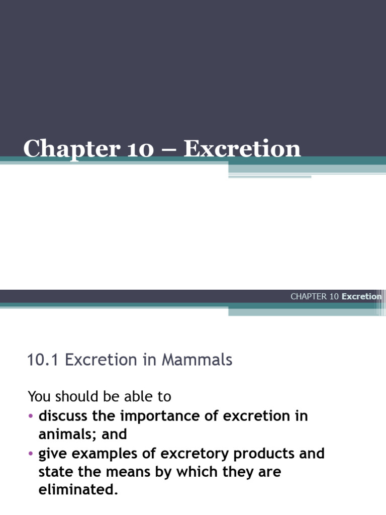 Chapter 10 - Excretion | PDF | Kidney | Genitourinary System