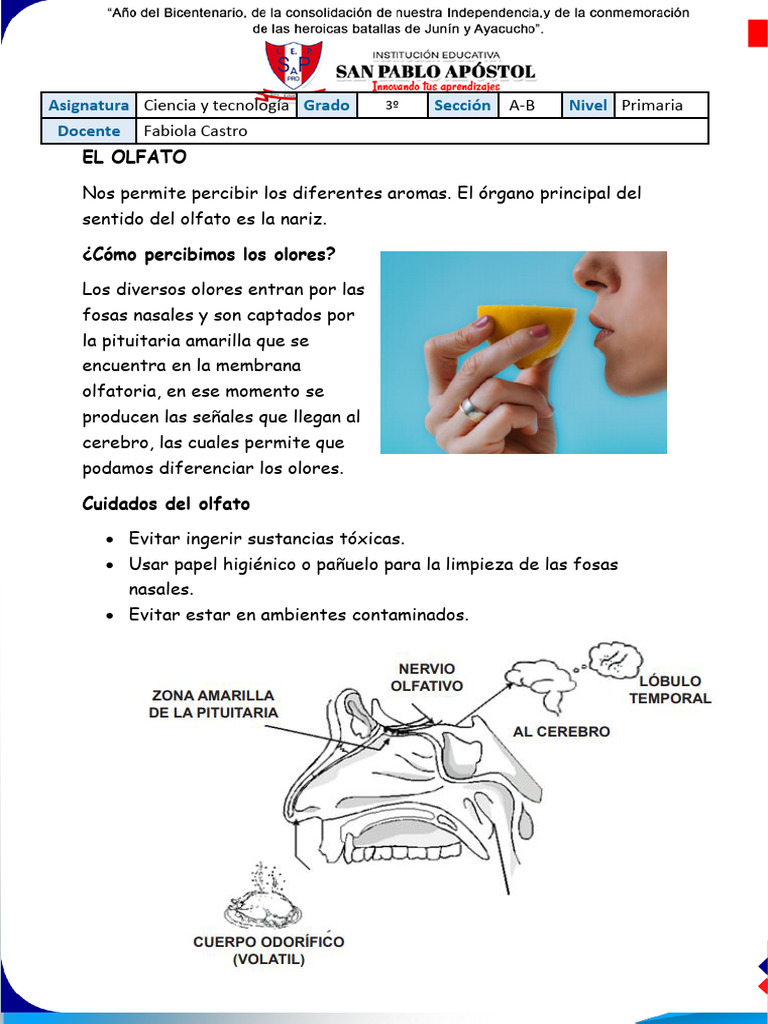 El Olfato: Ciencia para Primaria | PDF