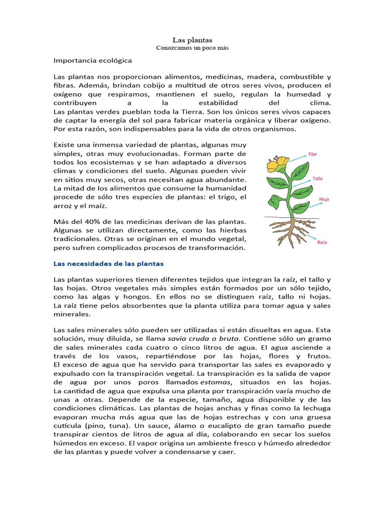 Las Plantas. Texto Informativo | PDF | Plantas | Agua