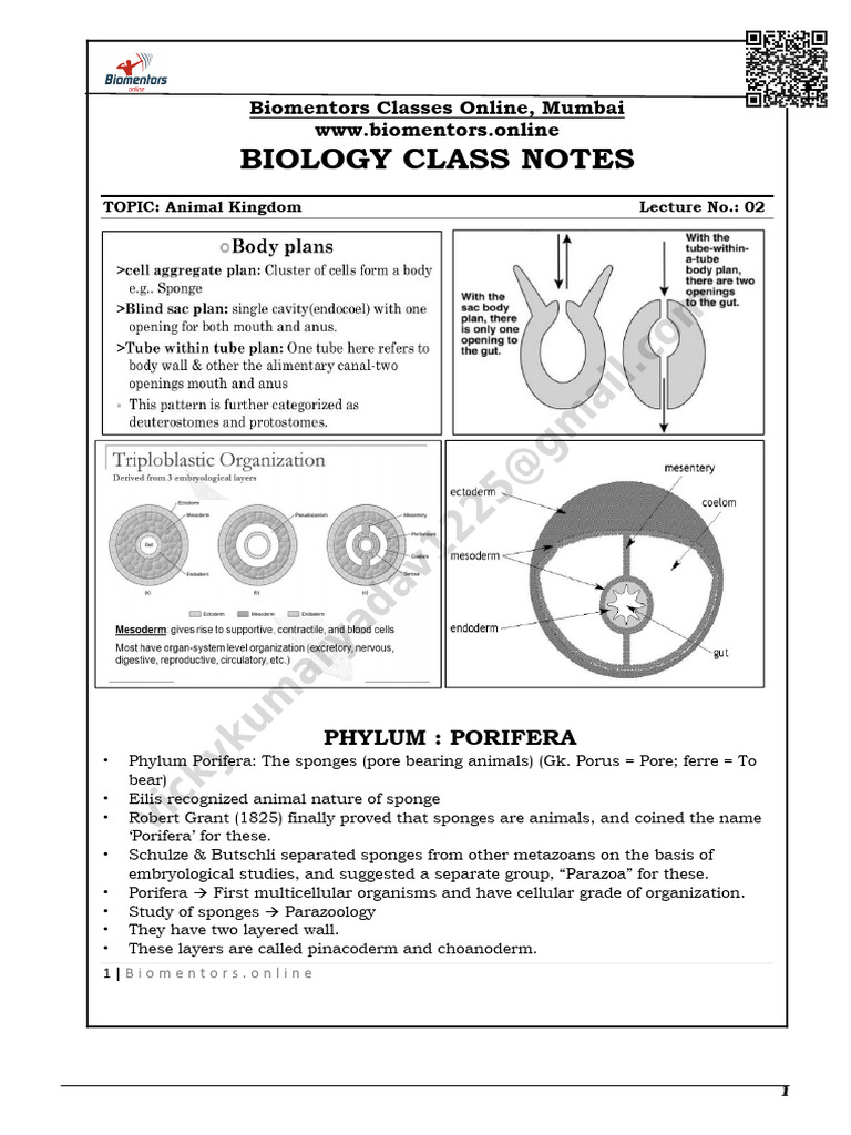 Animal Kingdom Lecture - 2 Notes | PDF | Sponge | Biology
