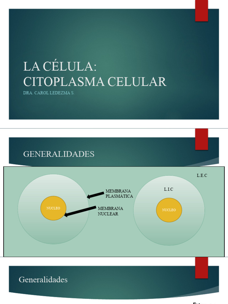 Citoplasma Celular | PDF | Microtúbulos | Mitocondria