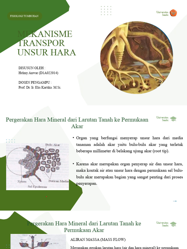 Helmy Anwar - D1A022014 - PPT Fistum - Mekanisme Transpor Unsur Hara | PDF