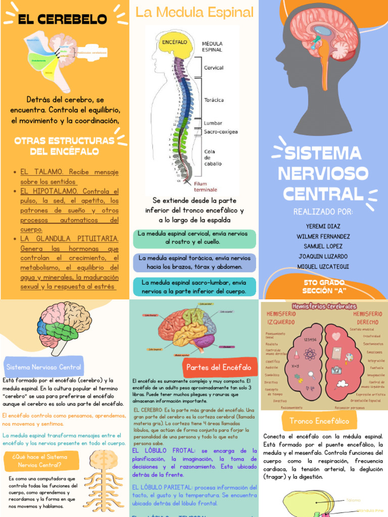 Triptico Sistema Nervioso | Descargar gratis PDF | Cerebro | Médula espinal