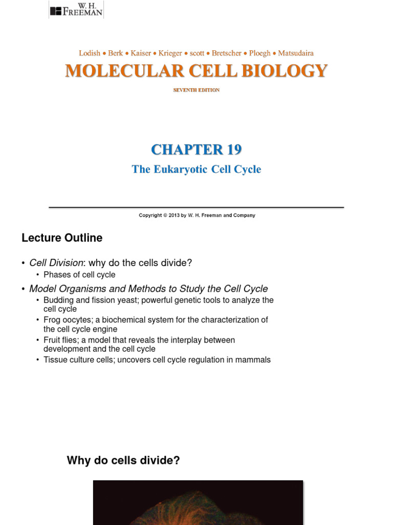 Class I-Intro To Cell Cycle | PDF | Mitosis | Cell Cycle