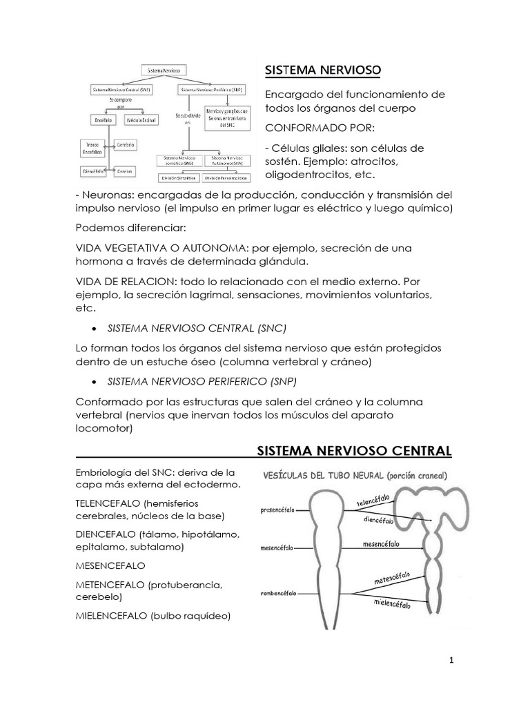 Resumen Anato II (Sistema Nervioso) | PDF | Cerebelo | Médula espinal