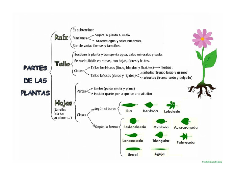 Partes de La Planta - 121922 | PDF