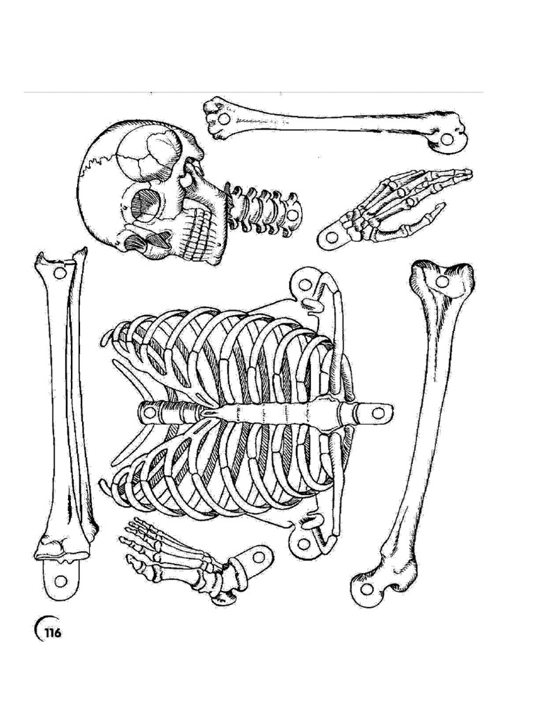 Esqueleto Pdf Pdf