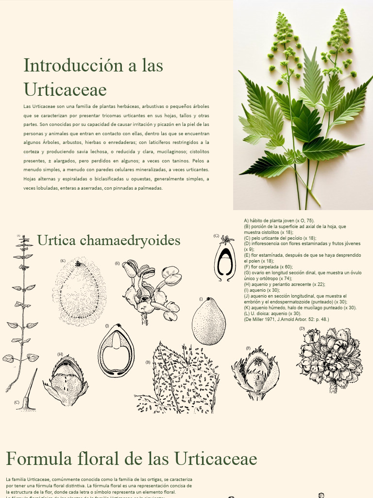 Características de la familia Urticaceae | PDF | Flores | Botánica