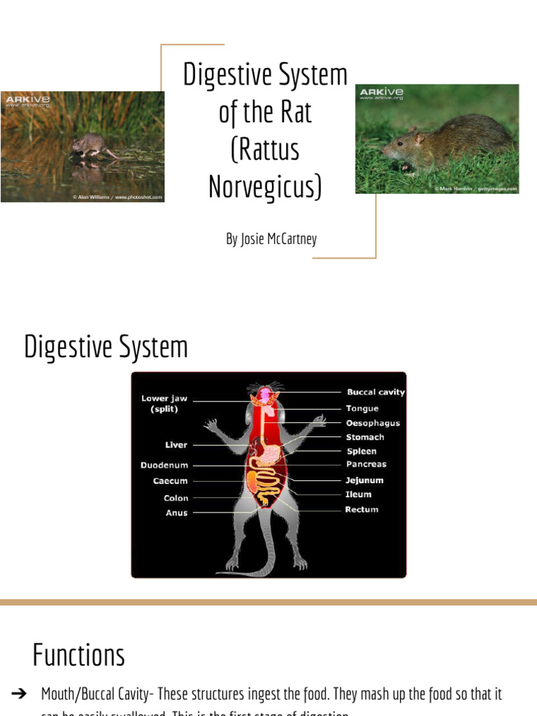 Rat Digestive System 03BA27F1-5F32-4753-9131-CA8F54B28046-1010 ...