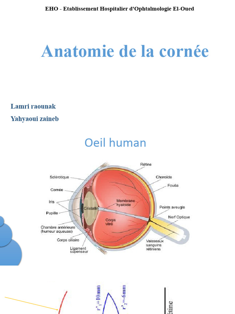 Anatomie de La Cornee | PDF | Cornée | Optique