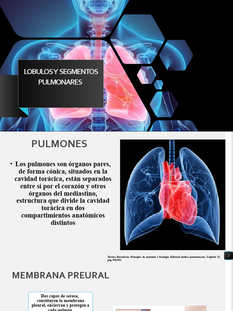 Lobulos y Segmentos Pulmonares | PDF | Pulmón | Tórax