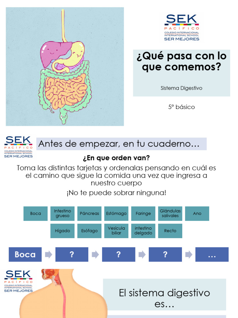 Funciones del Sistema Digestivo en la Boca | PDF | Sistema digestivo ...