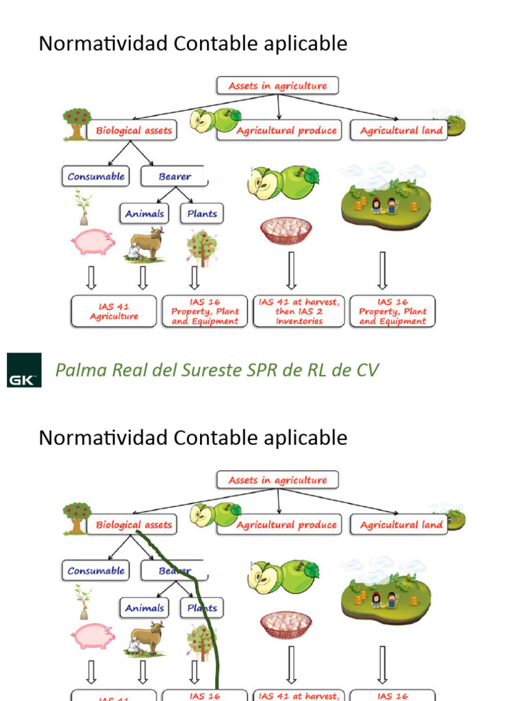 Activos Biologicos Palma Real Del Sureste | PDF | Contabilidad ...