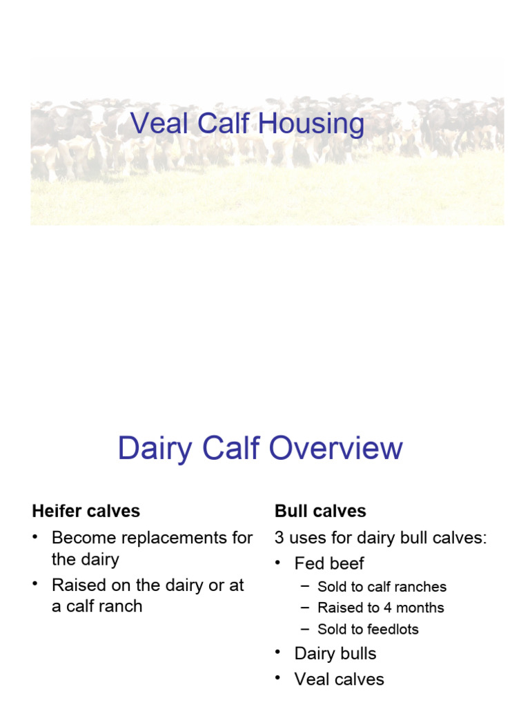 Welfare of Veal Calves and Cattle Tail Docking | PDF | Veal | Dairy Cattle