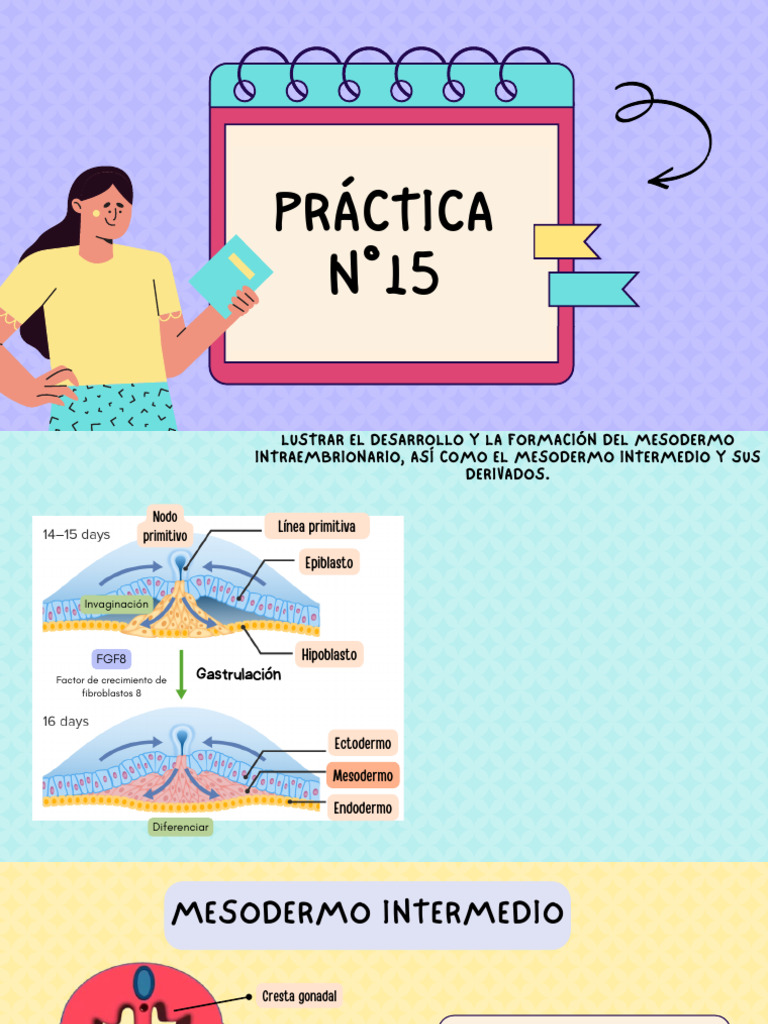 Desarrollo del Mesodermo y Sistema Renal | PDF | Riñón | Sistema urinario