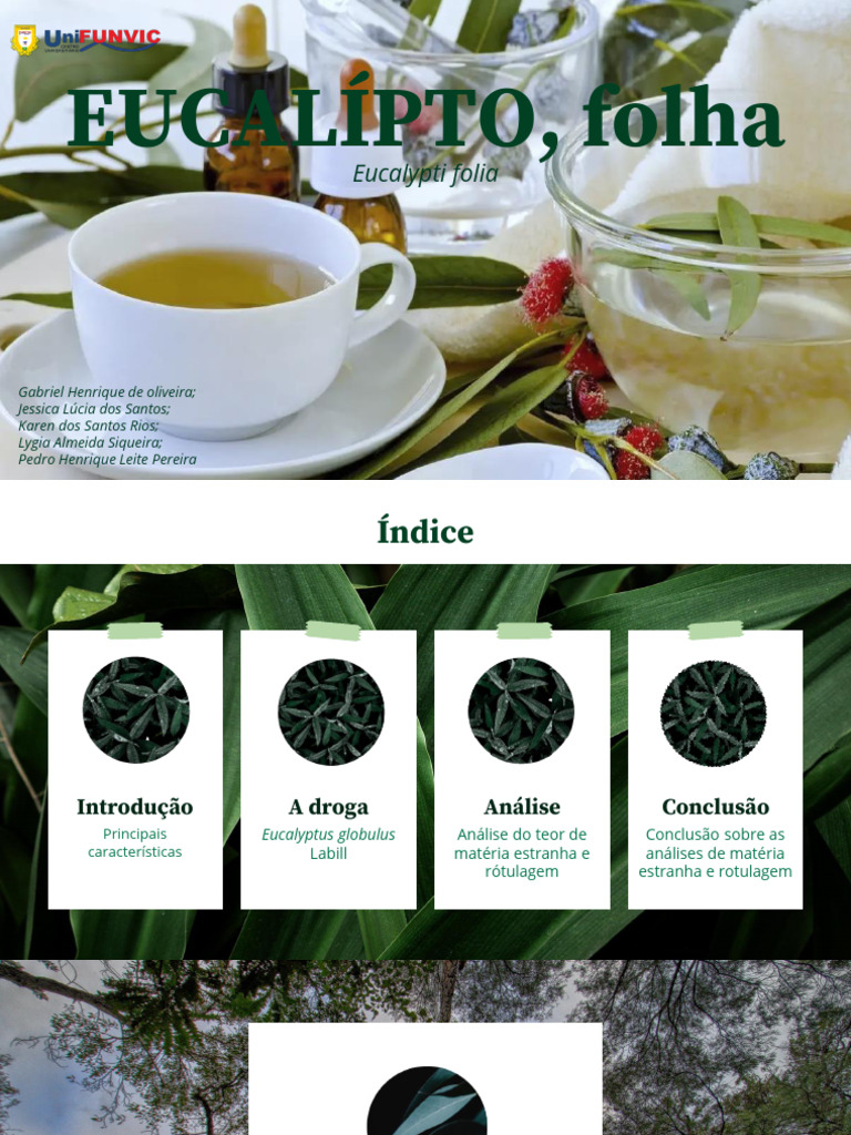 Eucalípto Final | PDF | Eucalipto | Plantas