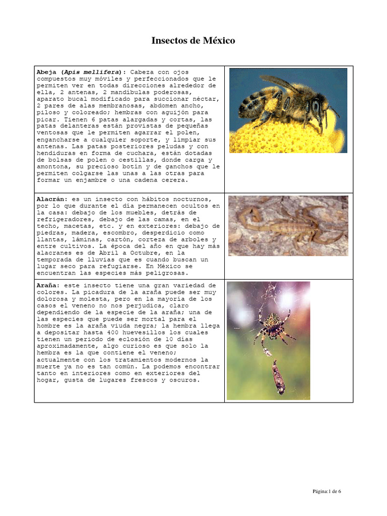 Insectos Comunes en México | PDF | Insectos | Mosquito