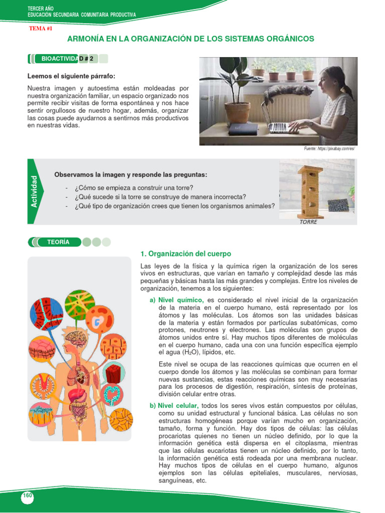 3-Bio Tema (1,2,3) | Descargar gratis PDF | Neurona | Cerebro