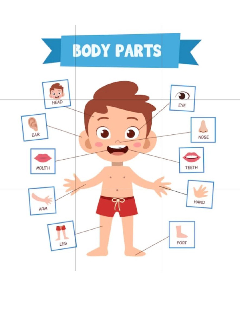 body parts | PDF