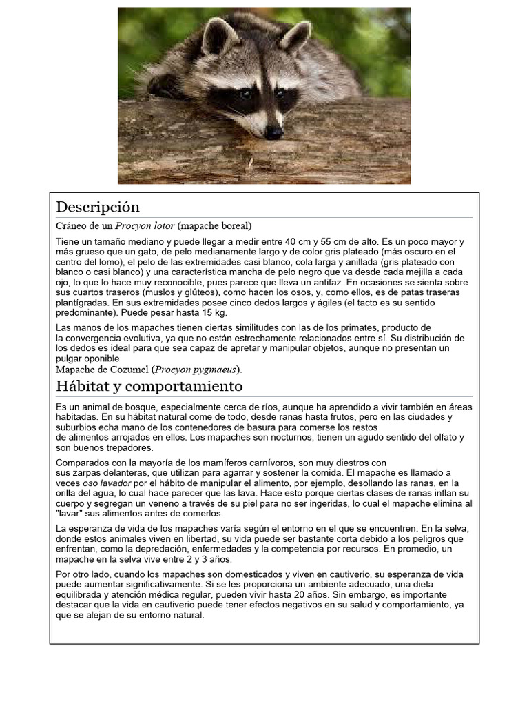 Mapache | PDF | Zoología