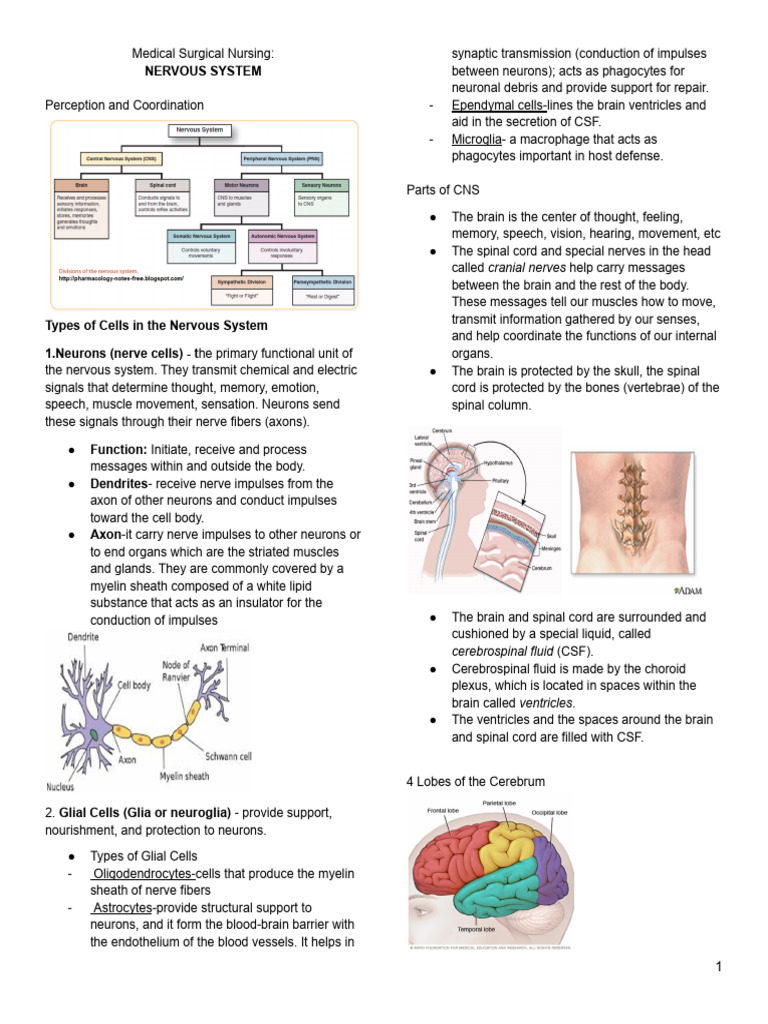 MS - Nervous System Notes Precy Finals | PDF | Neuron | Axon